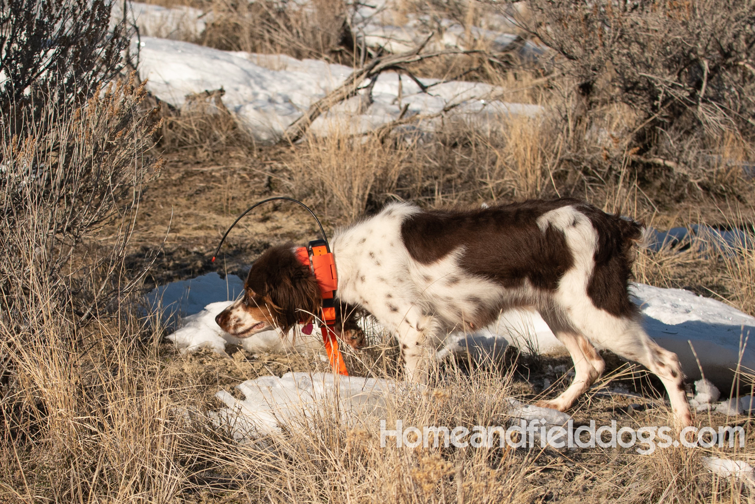 Home and Field dogs – Home and Field dogs