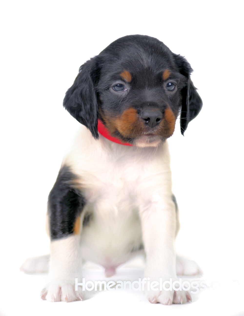 Puppies! – Home and Field dogs