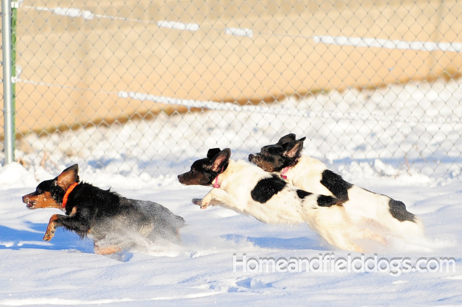 Past French Brittanys and English Setters experienced by Home and Field ...