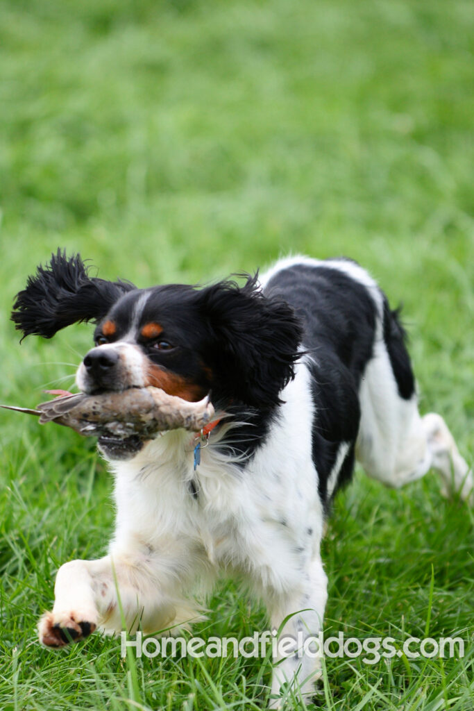 Areas we serve at Home and Field dogs. - Home and Field dogs | French ...