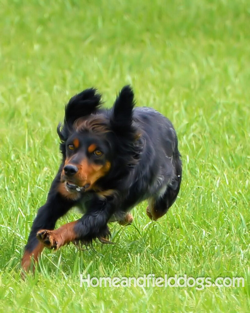 Areas we serve at Home and Field dogs. - Home and Field dogs | French ...