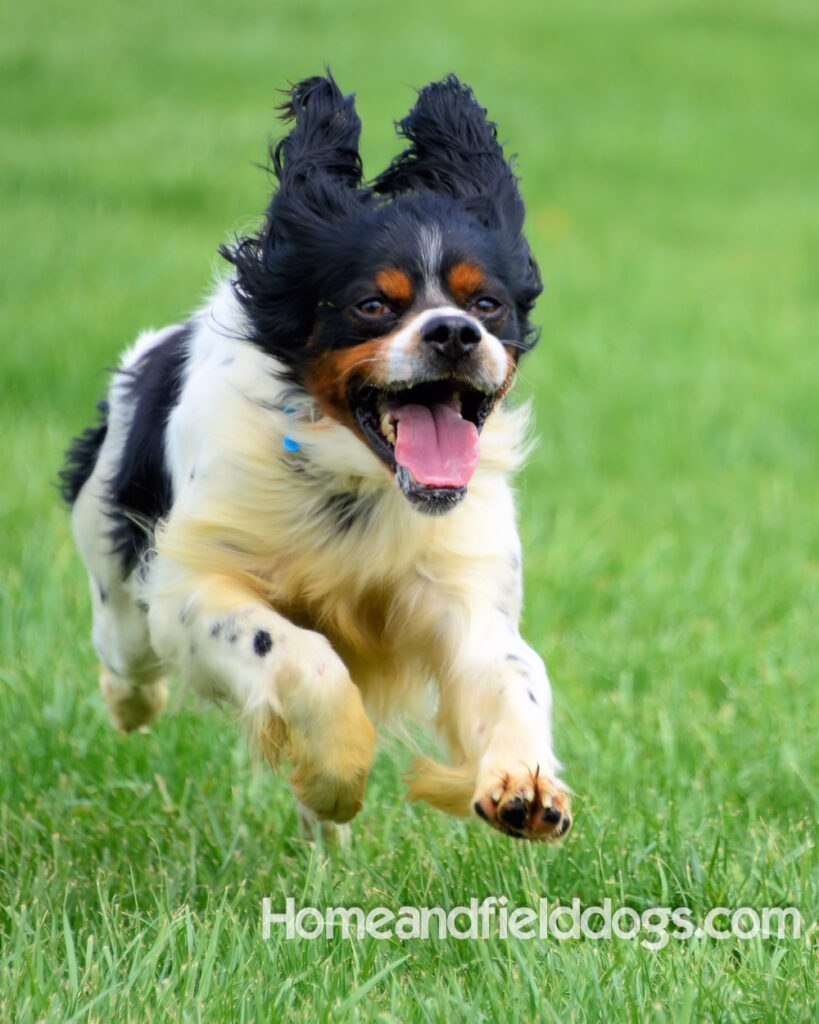 Areas we serve at Home and Field dogs. - Home and Field dogs | French ...