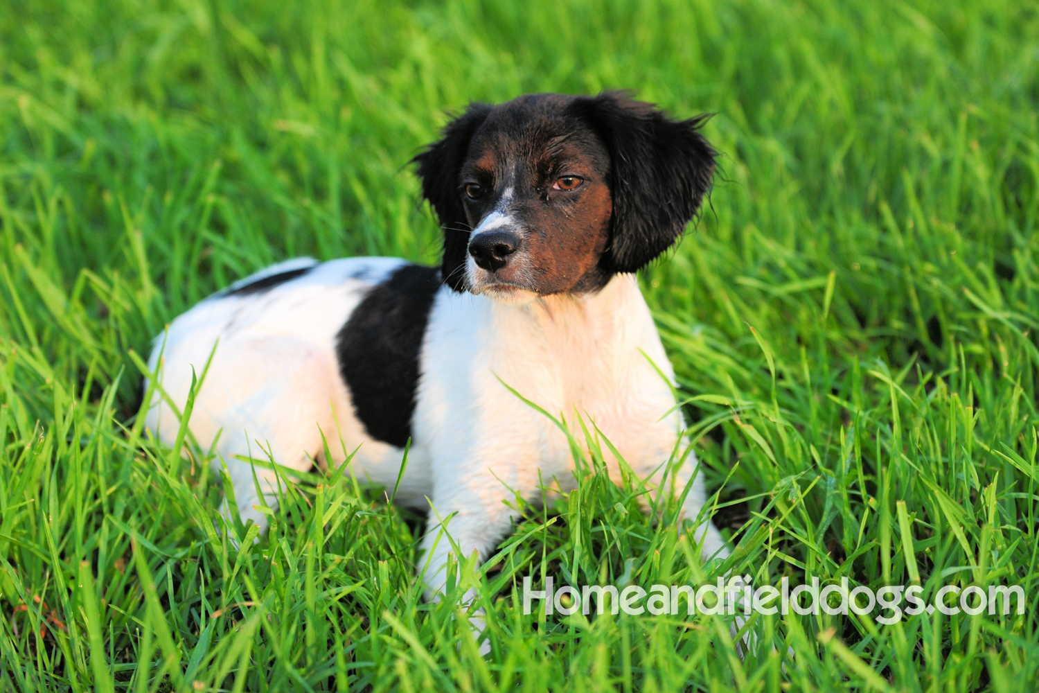 What colors does the French Brittany come in? - Home and Field dogs ...