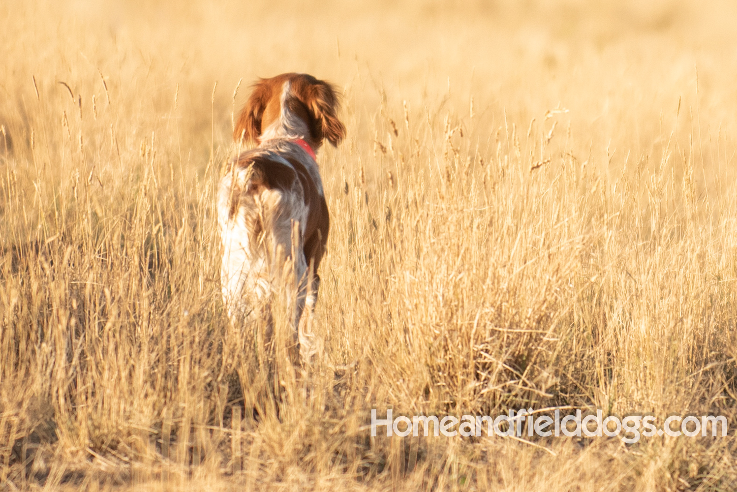 Are French Brittanys flushers or pointers? - Home and Field dogs ...
