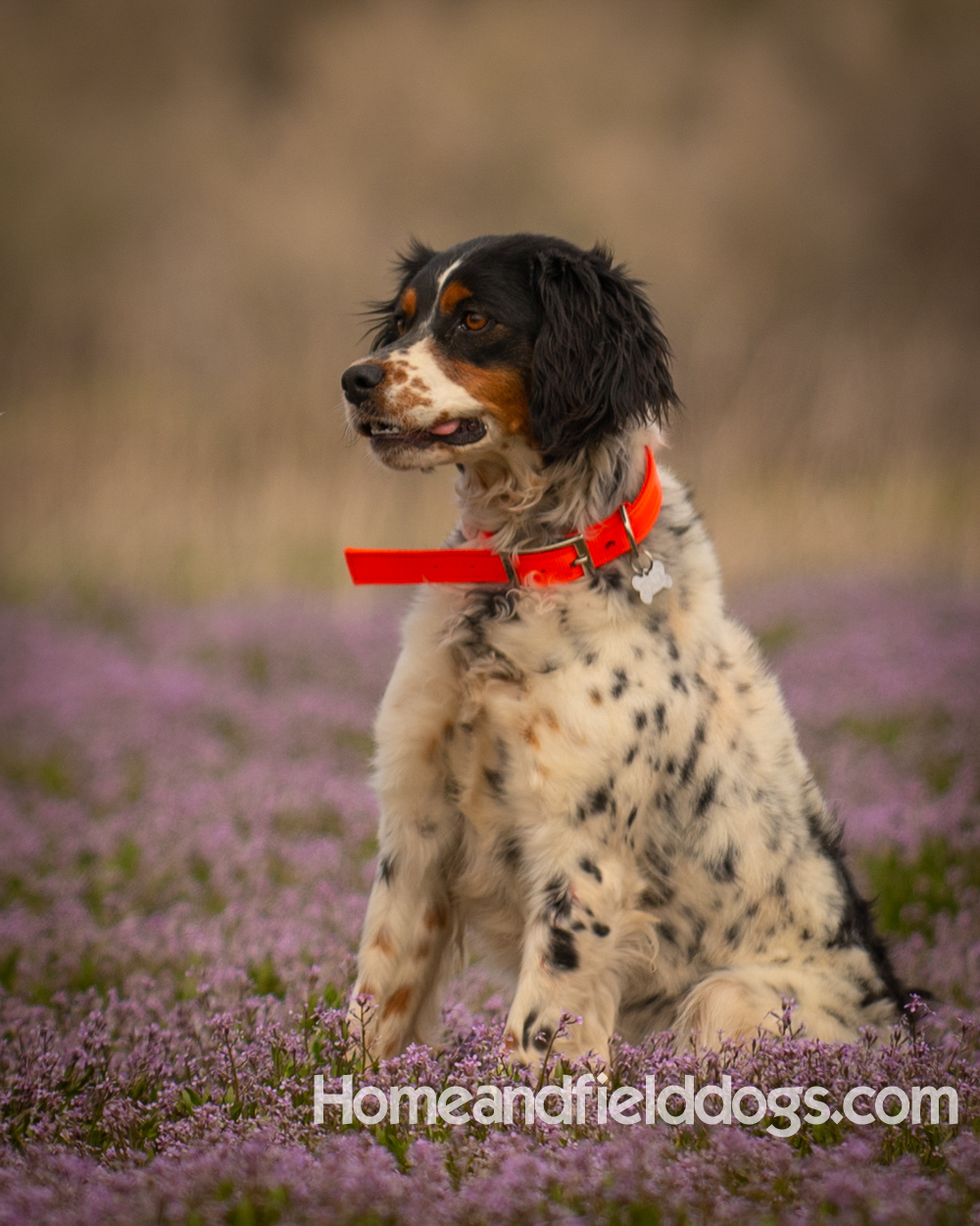 French Brittany Spaniels: The Ideal Hunting Dogs for Your Home | The ...