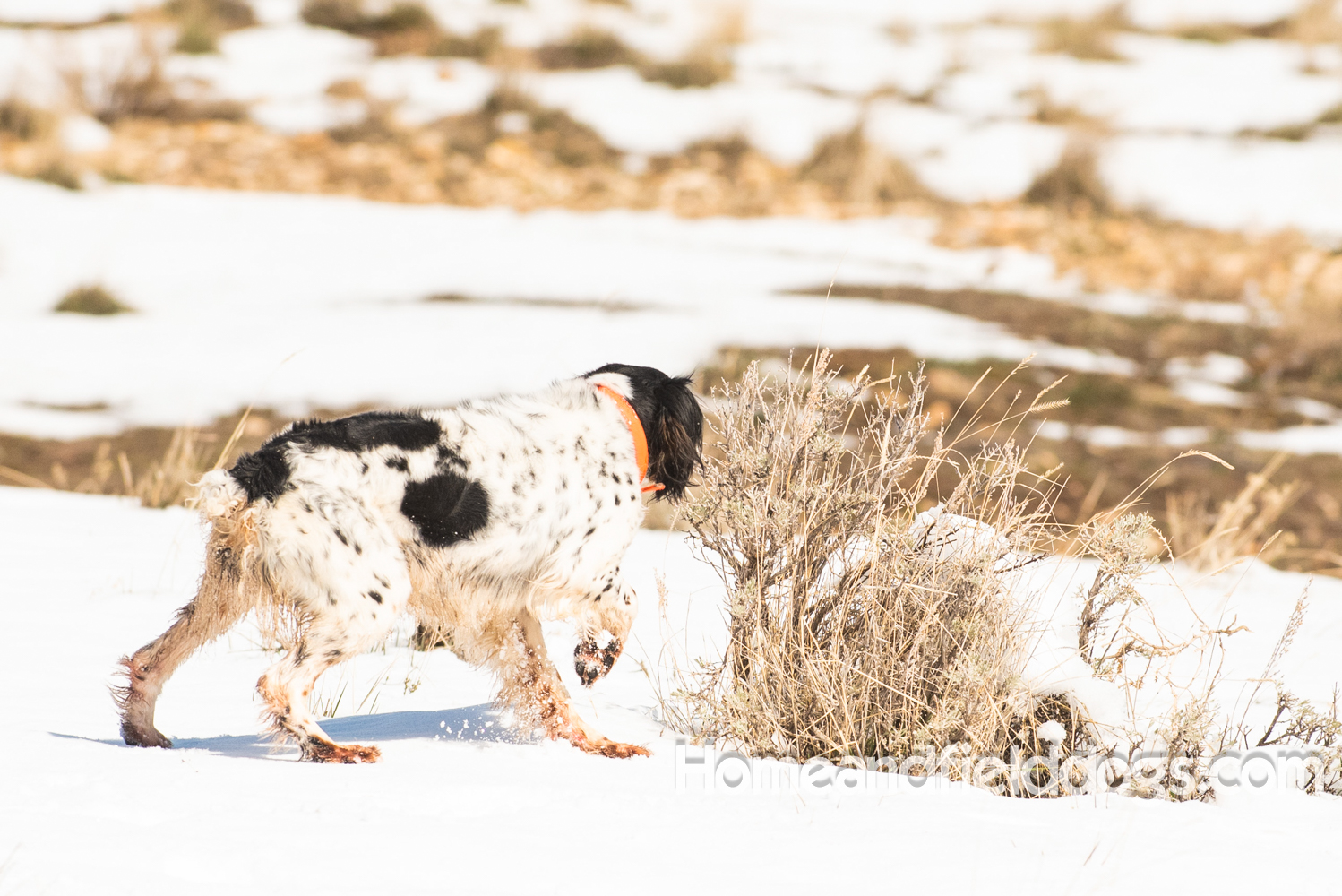 Are French Brittanys flushers or pointers? - Home and Field dogs ...