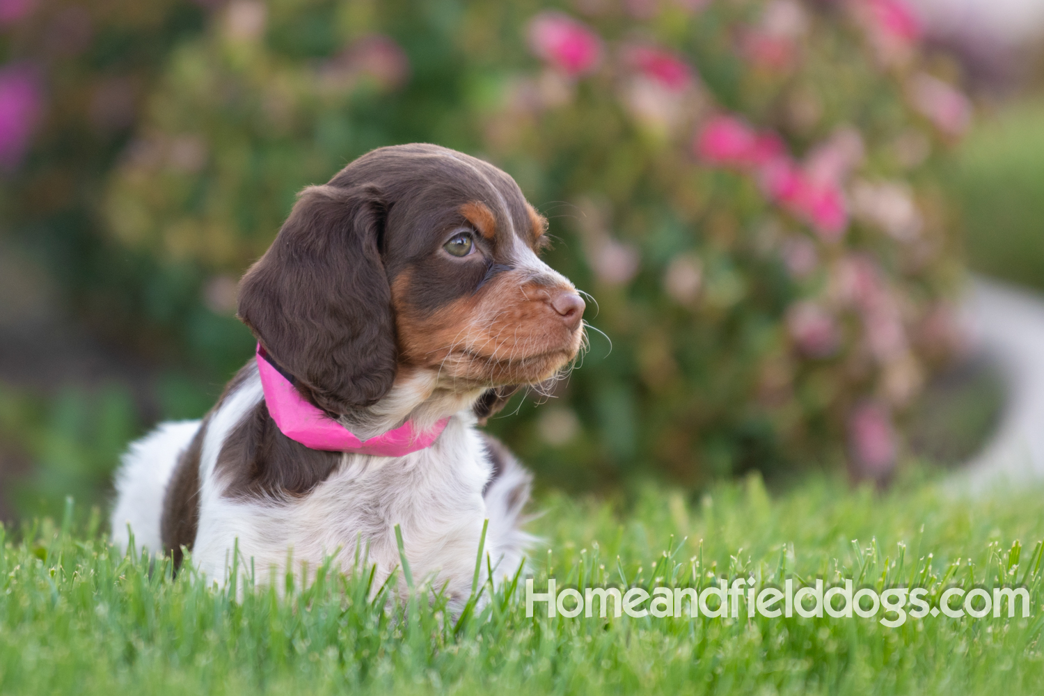 What colors does the French Brittany come in? - Home and Field dogs ...