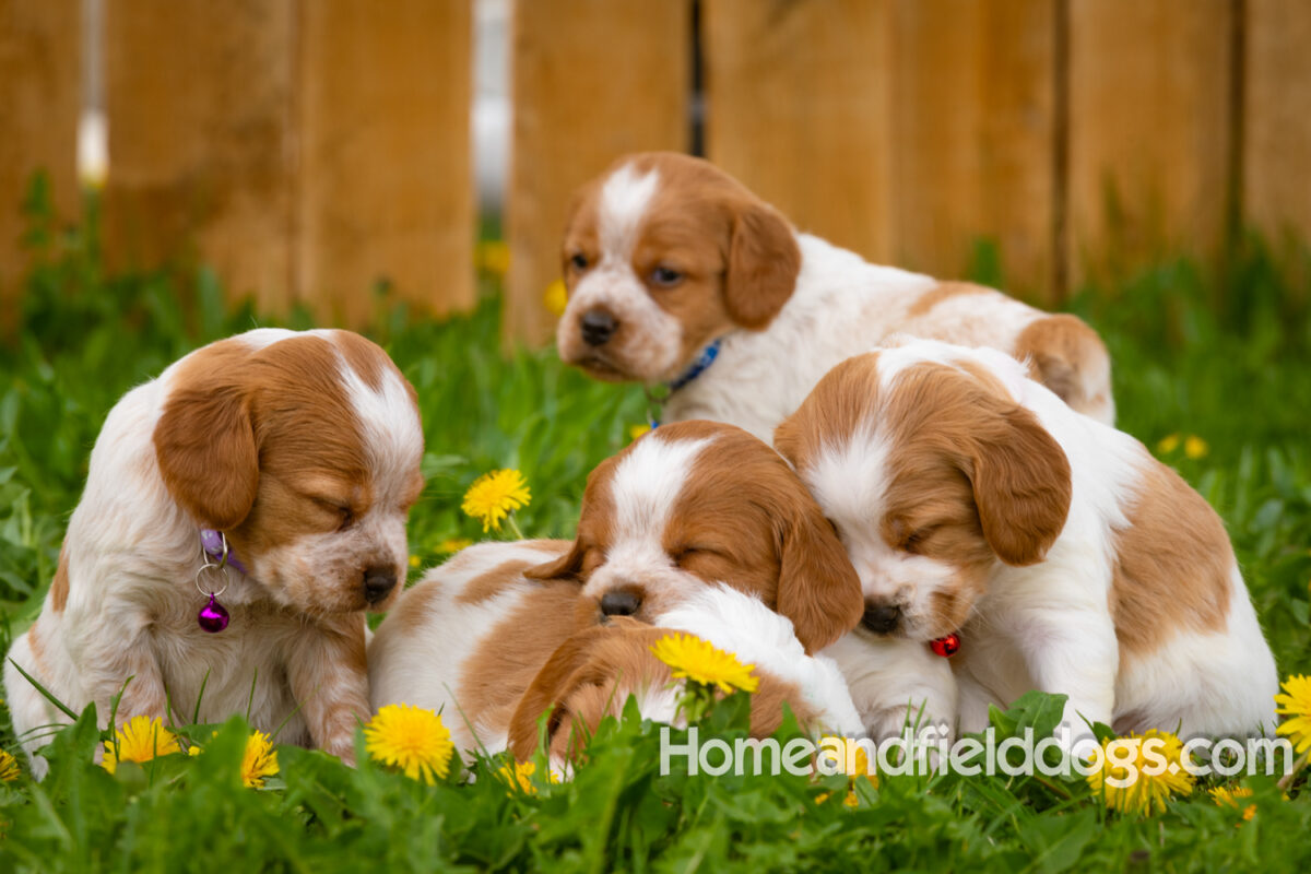 Why HomeandFieldDogs.com is Your Best Choice for French Brittany ...