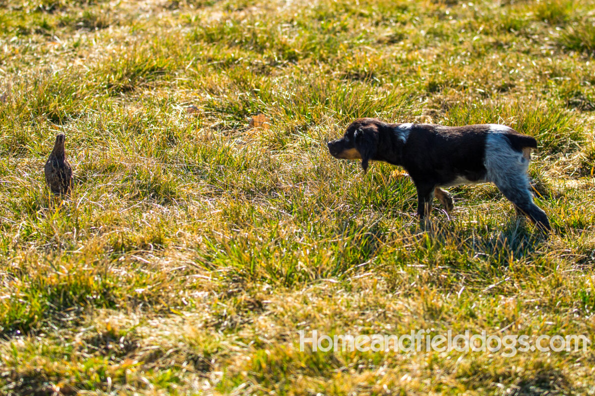 Home and Field Dogs | The Finest French Brittany's