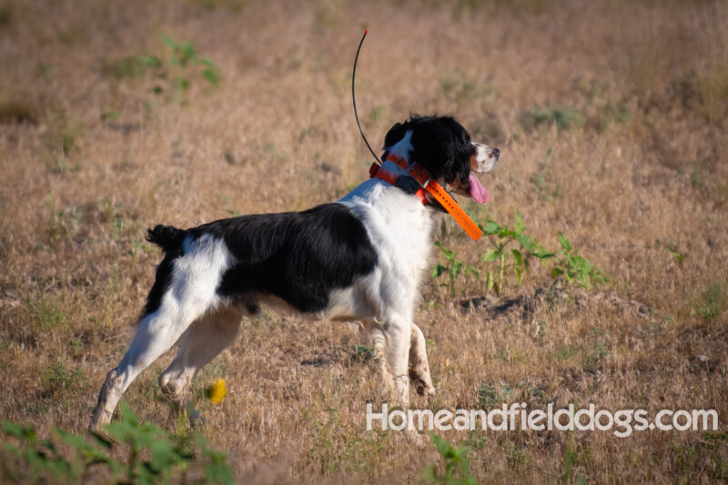 TORIL DE LA SOURCE D'HANNAHATCHEE - Home and Field dogs | French Brittany