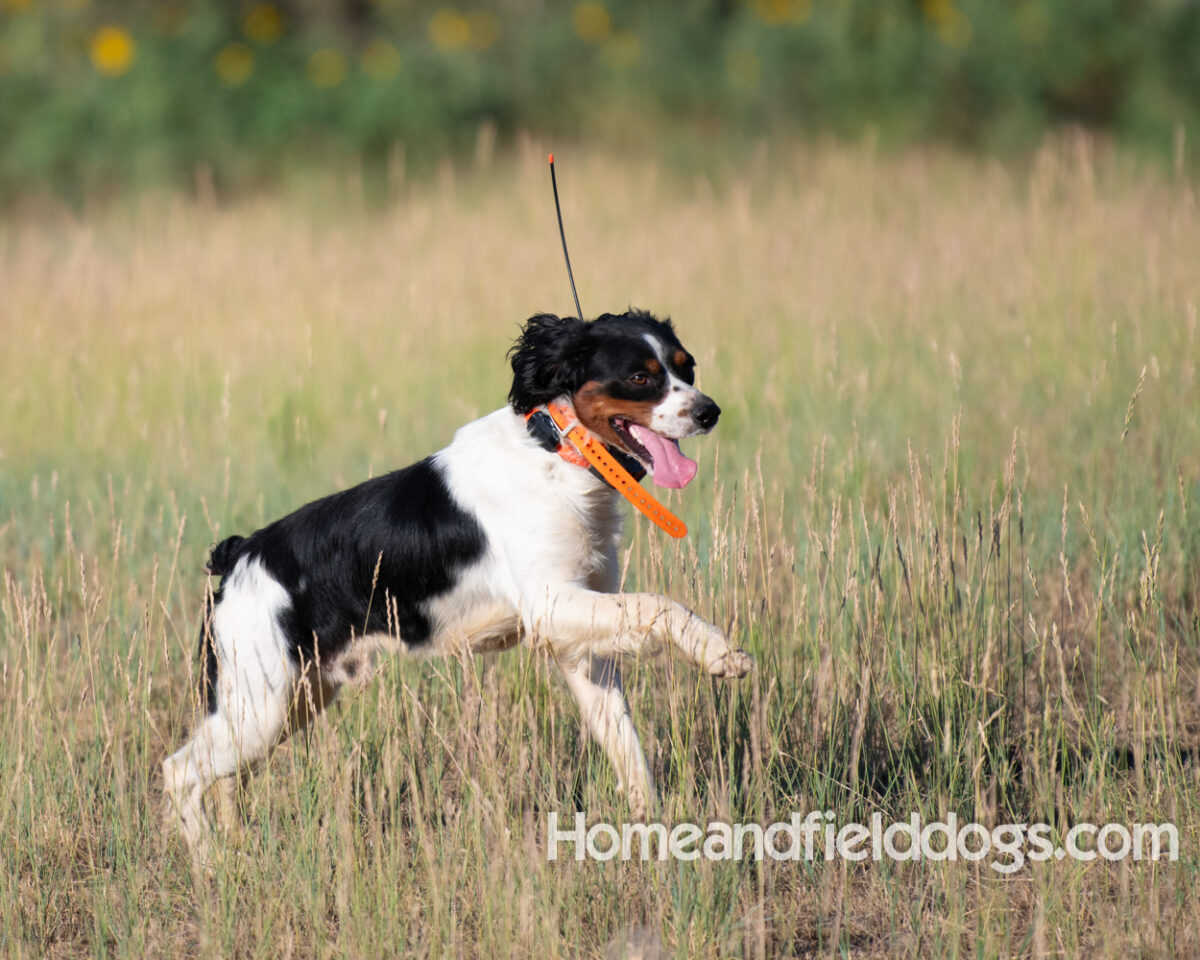 TORIL DE LA SOURCE D'HANNAHATCHEE - Home and Field dogs | French Brittany