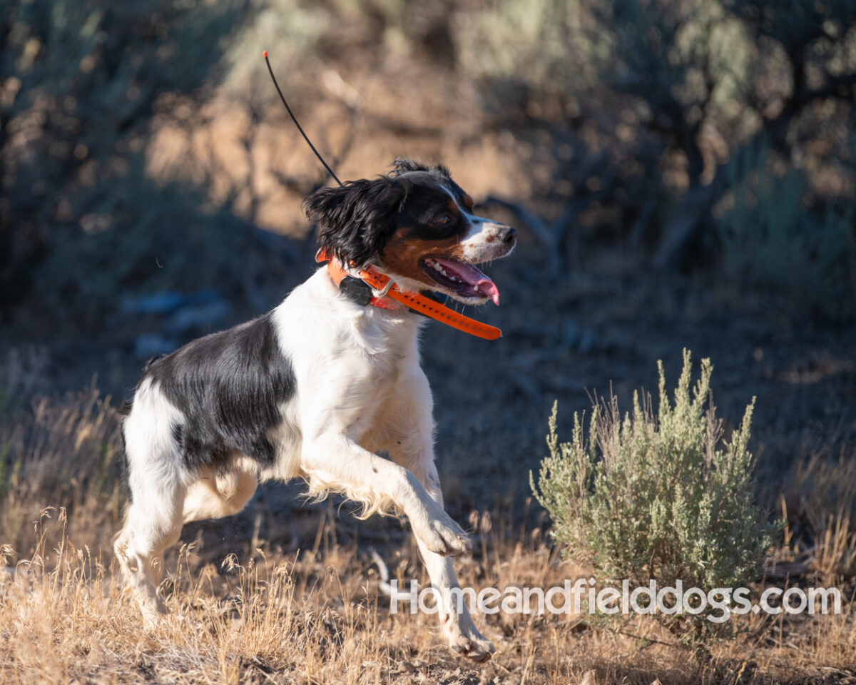 TORIL DE LA SOURCE D'HANNAHATCHEE - Home and Field dogs | French Brittany