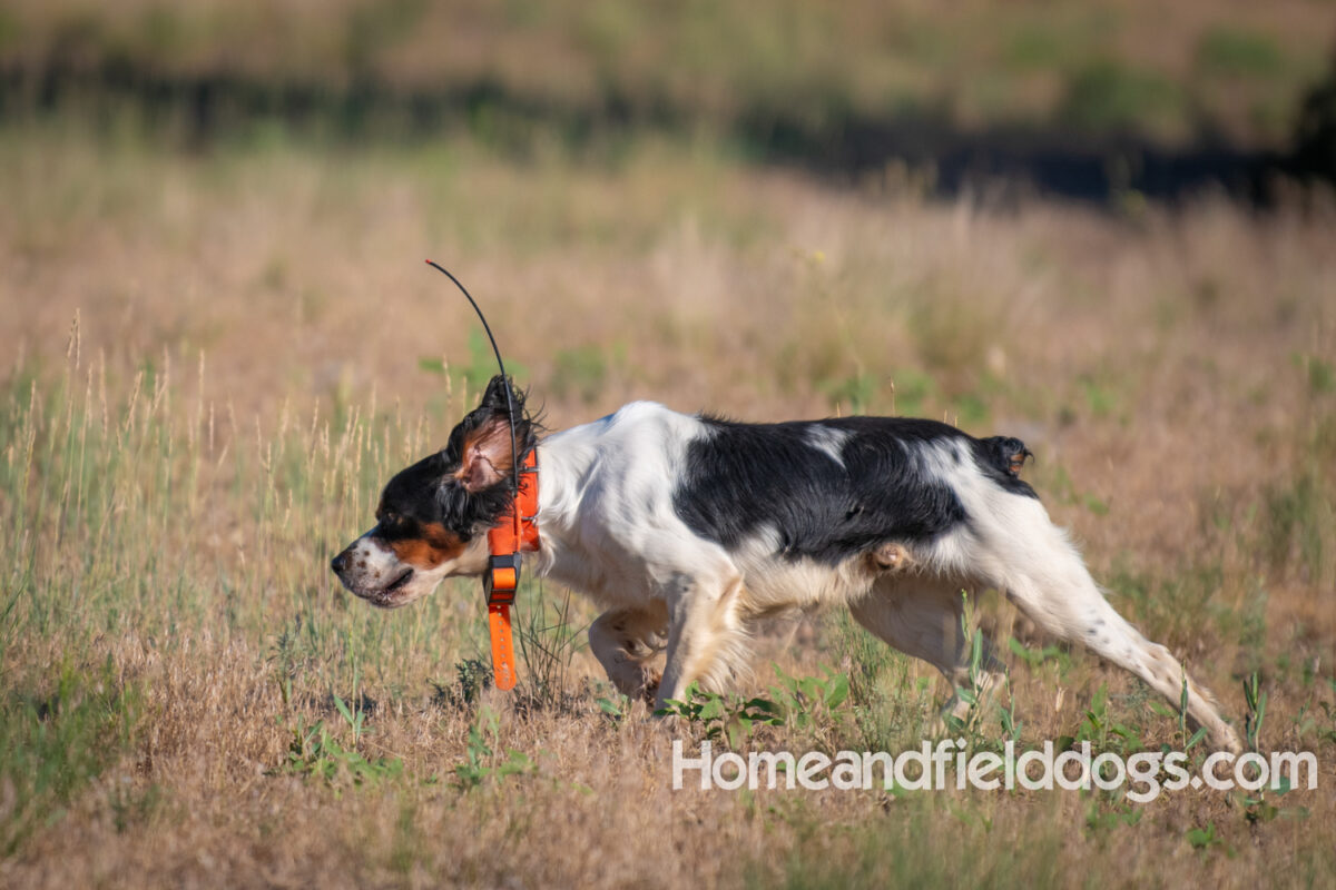 TORIL DE LA SOURCE D'HANNAHATCHEE - Home and Field dogs | French Brittany