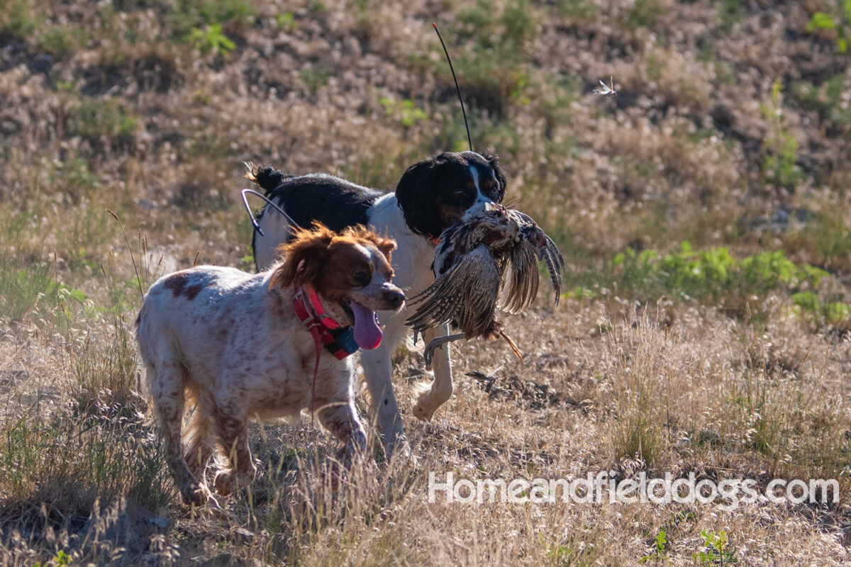 TORIL DE LA SOURCE D'HANNAHATCHEE - Home and Field dogs | French Brittany
