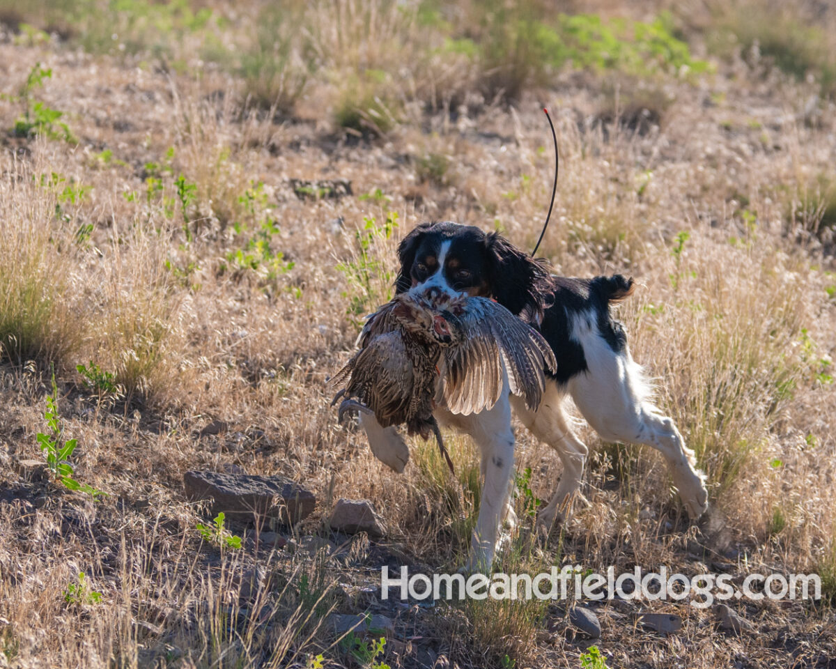 TORIL DE LA SOURCE D'HANNAHATCHEE - Home and Field dogs | French Brittany