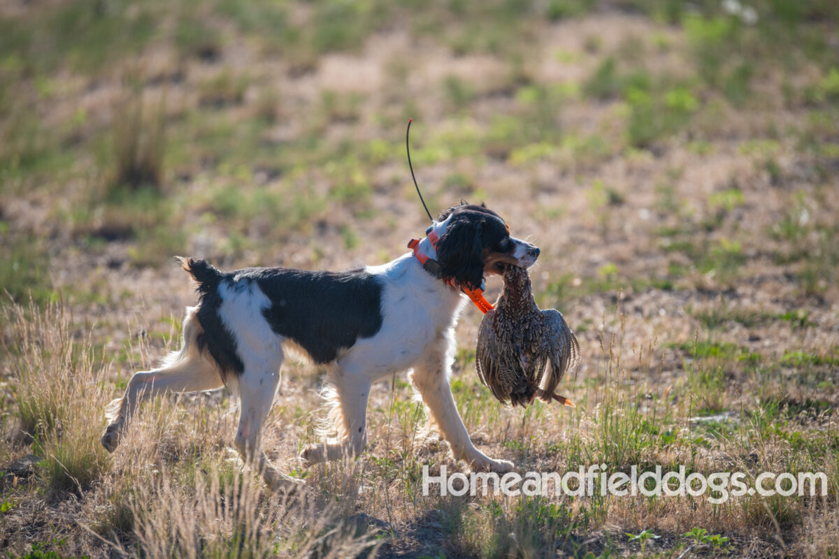 TORIL DE LA SOURCE D'HANNAHATCHEE - Home and Field dogs | French Brittany