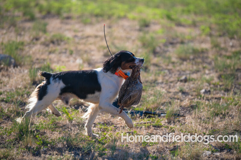 TORIL DE LA SOURCE D'HANNAHATCHEE - Home and Field dogs | French Brittany