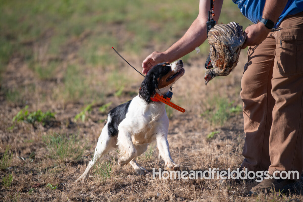TORIL DE LA SOURCE D'HANNAHATCHEE - Home and Field dogs | French Brittany