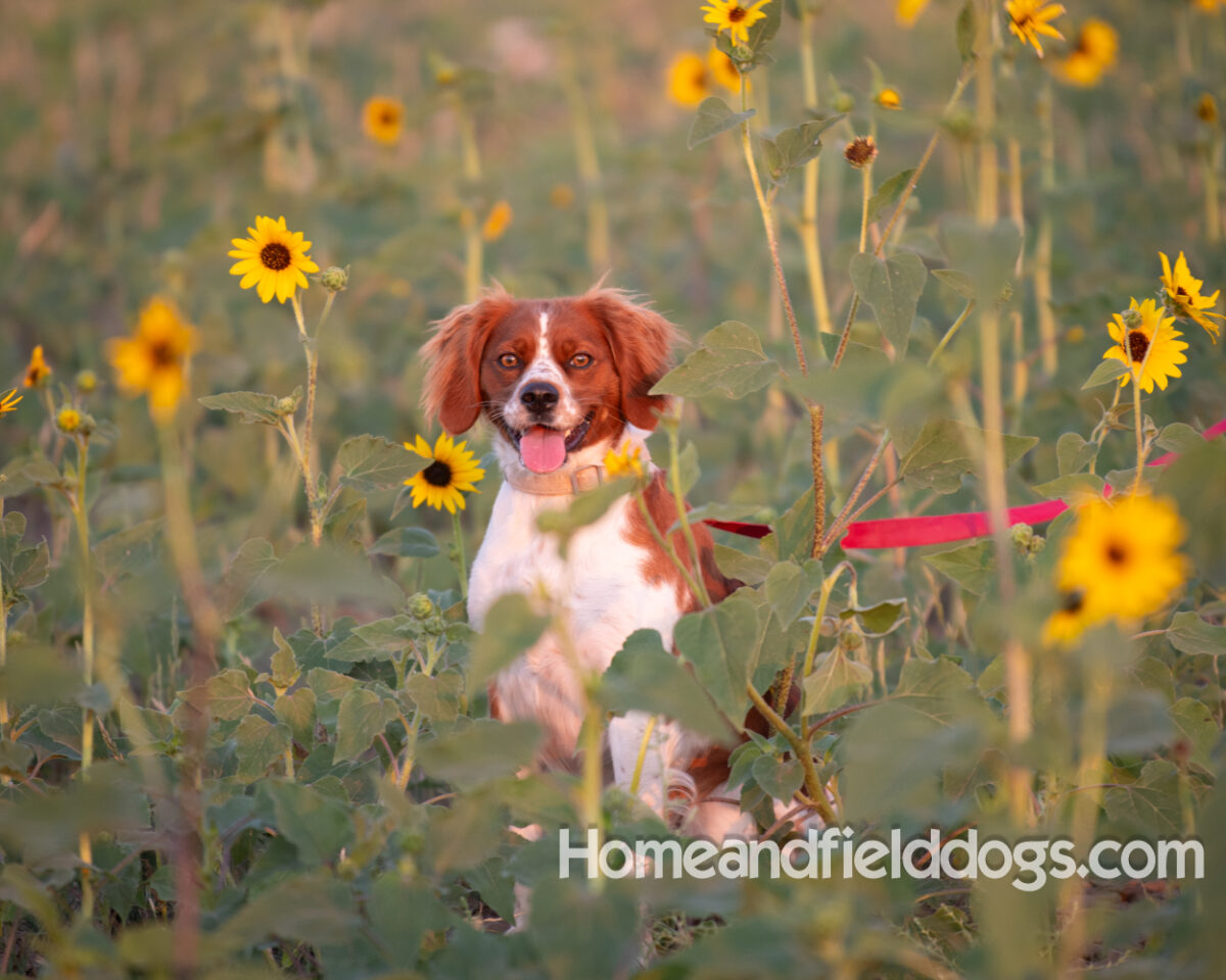 Tinkerbell X Tori puppies due 02/29/2024 - Home and Field dogs | French ...