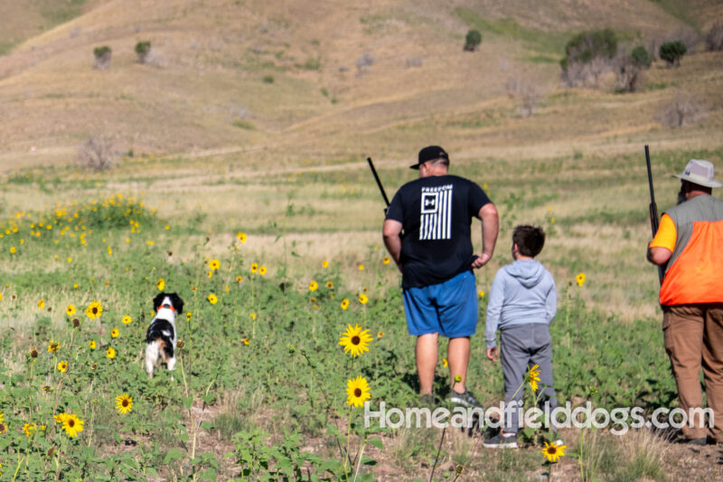 TORIL DE LA SOURCE D'HANNAHATCHEE - Home and Field dogs | French Brittany
