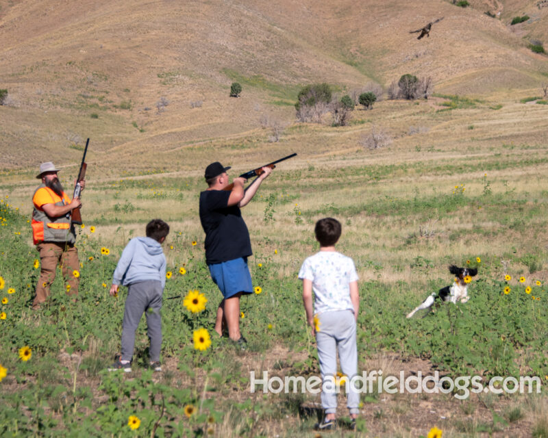 TORIL DE LA SOURCE D'HANNAHATCHEE - Home and Field dogs | French Brittany