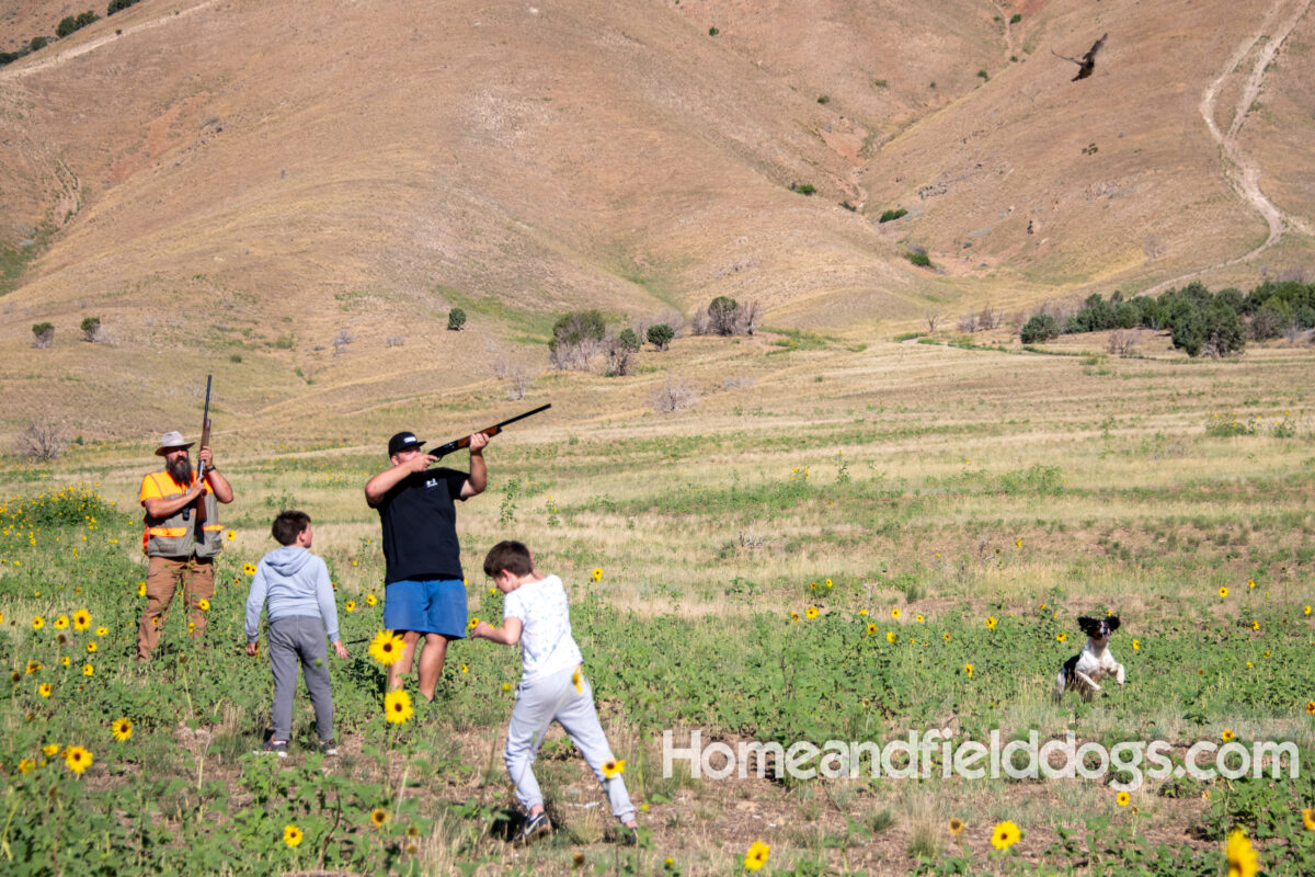 TORIL DE LA SOURCE D'HANNAHATCHEE - Home and Field dogs | French Brittany
