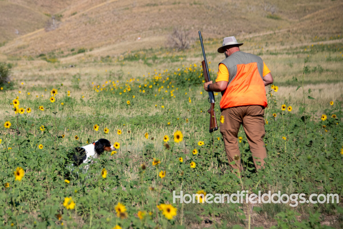 TORIL DE LA SOURCE D'HANNAHATCHEE - Home and Field dogs | French Brittany