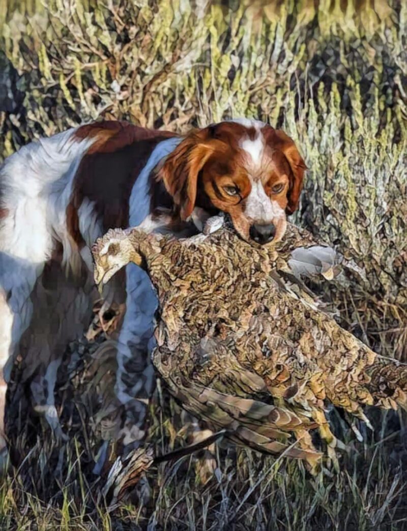 Photo credit Jimmy Cobb- Hunting Sage Grouse in Montana with a French ...