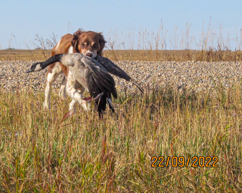 French Brittany Retrieving Canadian Goose - Home and Field dogs ...