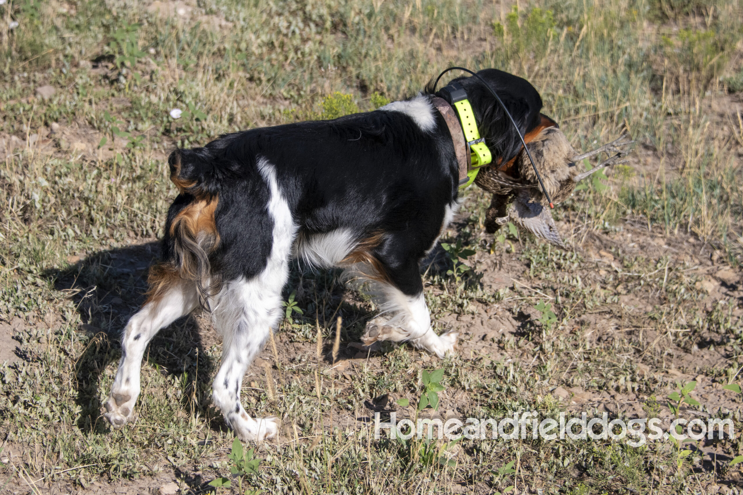 Remy - Home and Field dogs | French Brittany