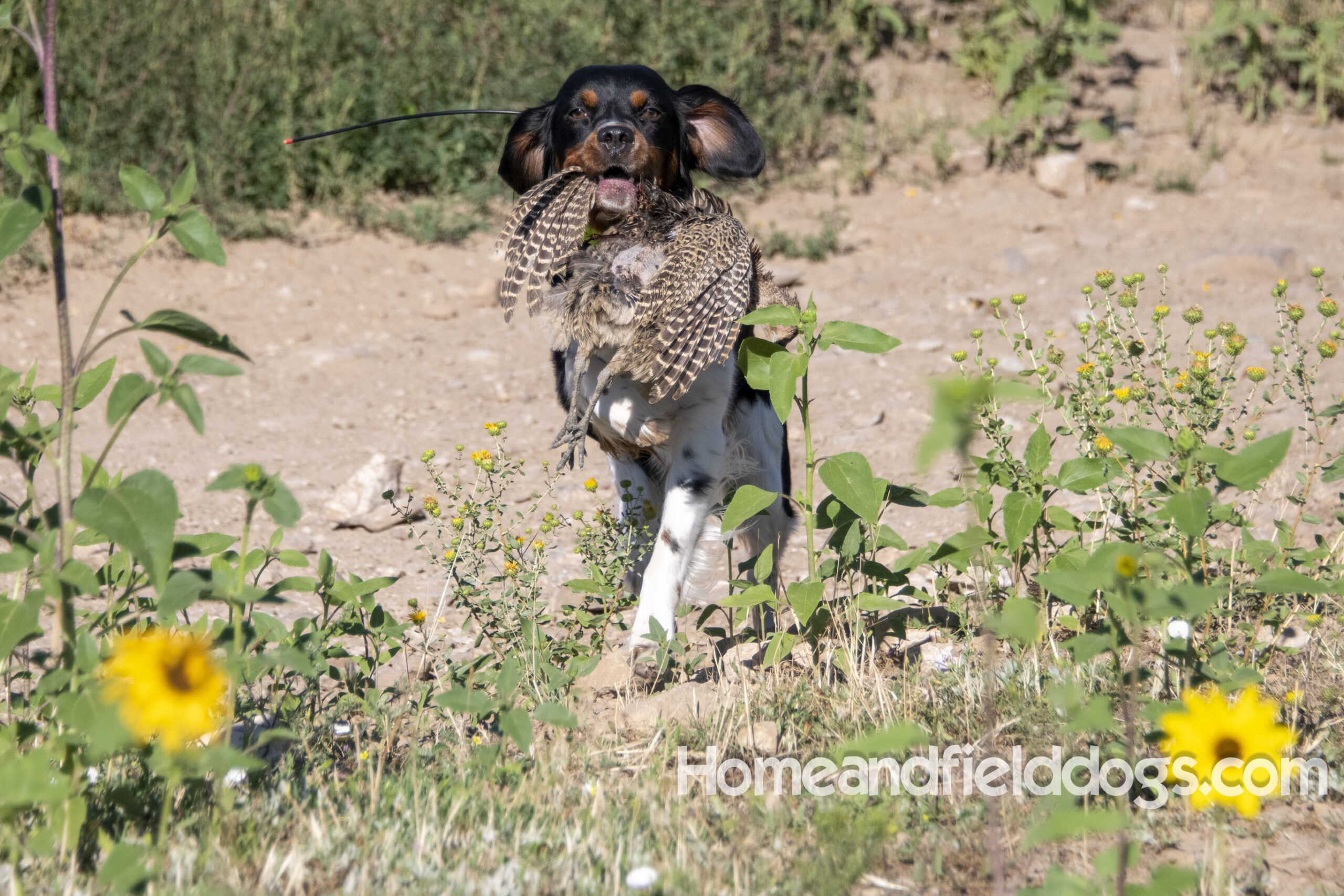 Remy - Home and Field dogs | French Brittany