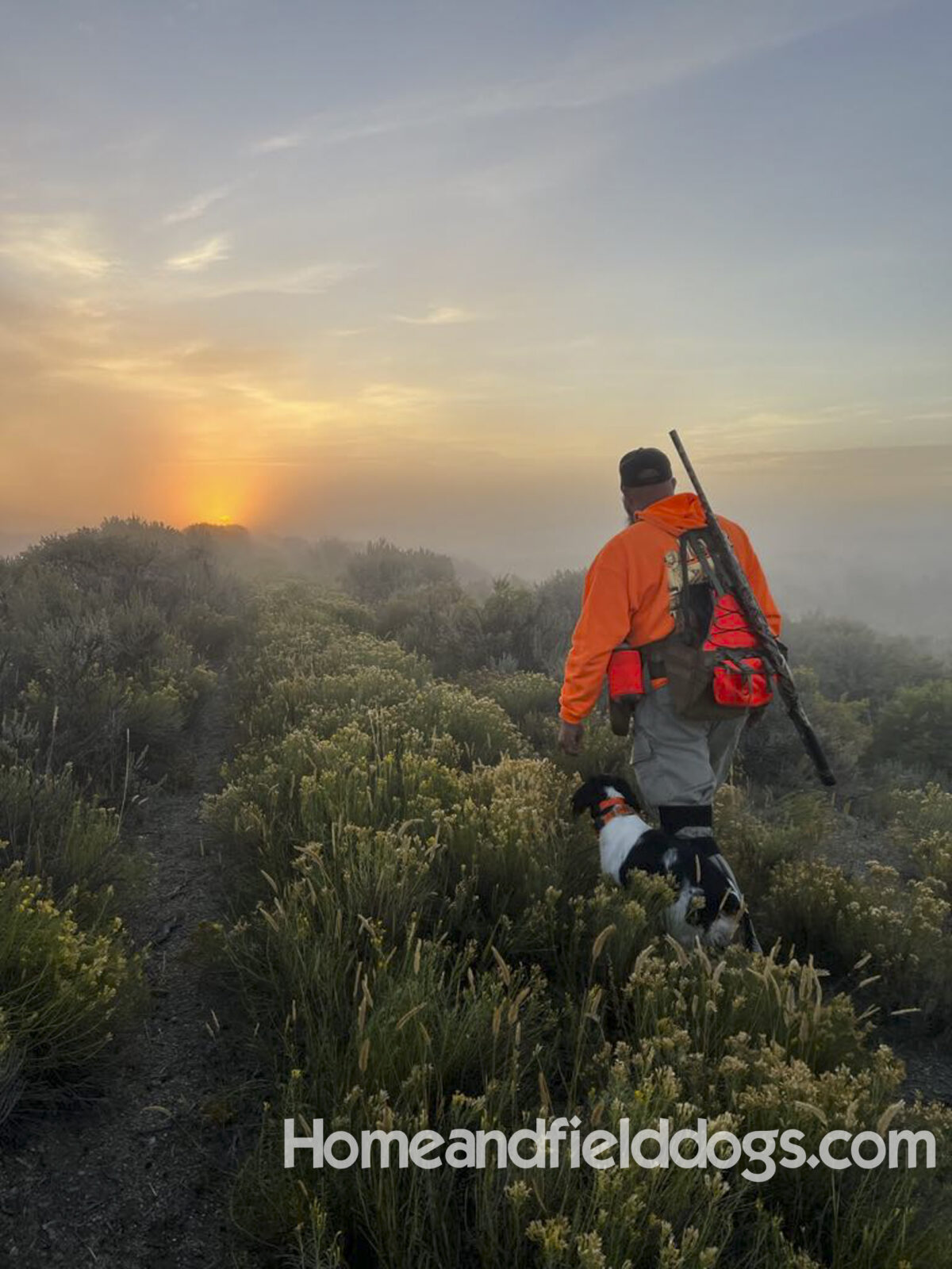 TORIL DE LA SOURCE D'HANNAHATCHEE - Home and Field dogs | French Brittany