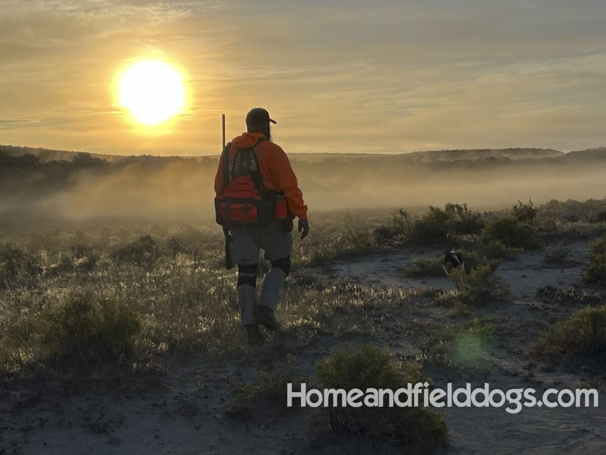 TORIL DE LA SOURCE D'HANNAHATCHEE - Home and Field dogs | French Brittany