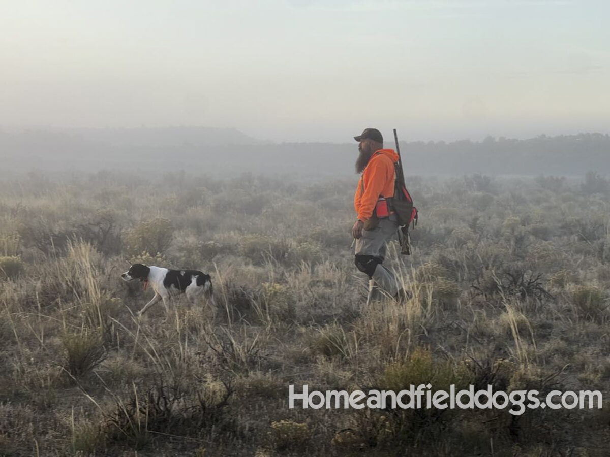 TORIL DE LA SOURCE D'HANNAHATCHEE - Home and Field dogs | French Brittany