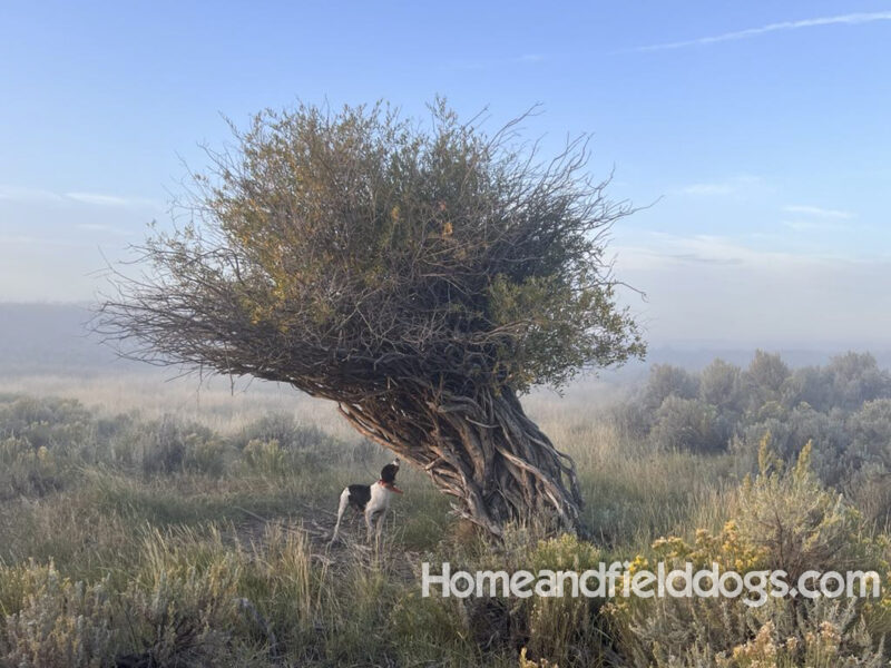 TORIL DE LA SOURCE D'HANNAHATCHEE - Home and Field dogs | French Brittany