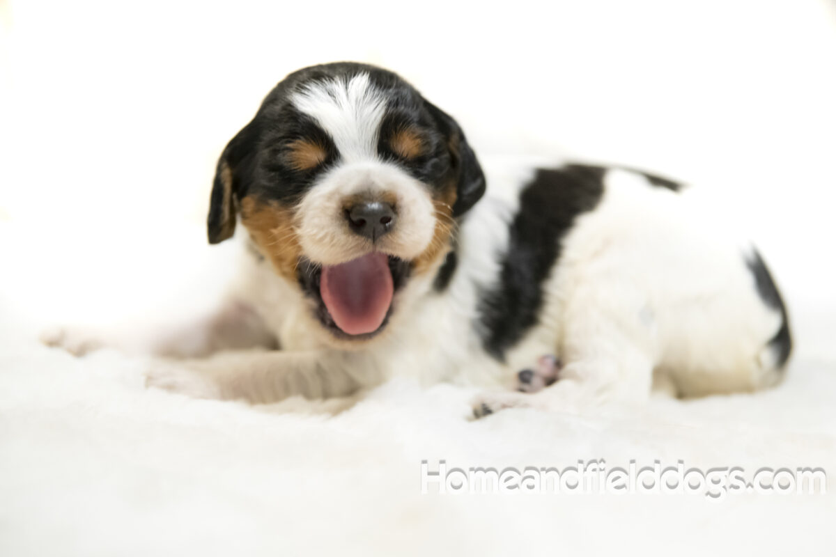 The Epagneul Breton: A Celebration of France's Finest Hunting Breed ...