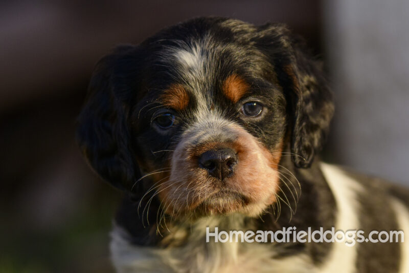 The Essential Guide To Raising A French Brittany Puppy: 7-9 Week ...
