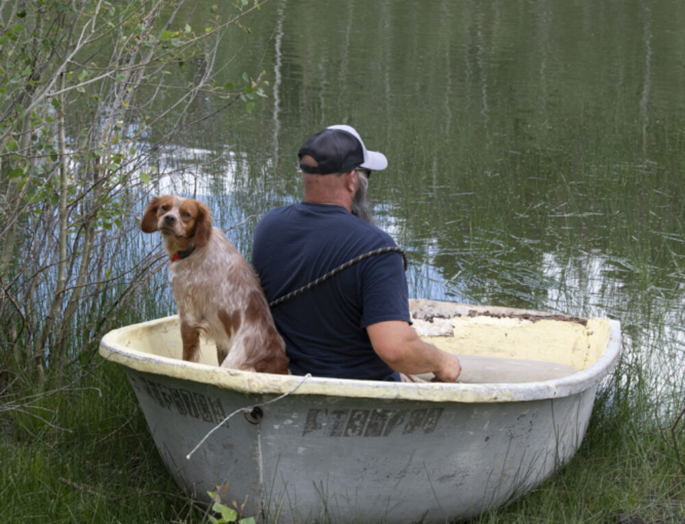 What colors does the French Brittany come in? - Home and Field dogs ...