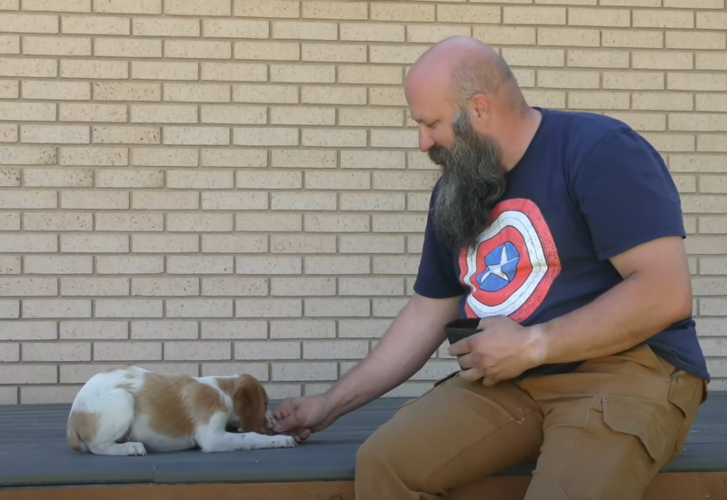 Mastering the Lure-Reward Training Method for Your French Brittany ...