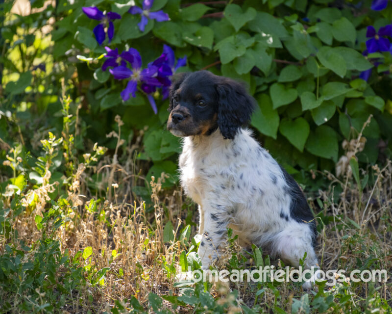 Started Dogs - Home and Field dogs | French Brittany