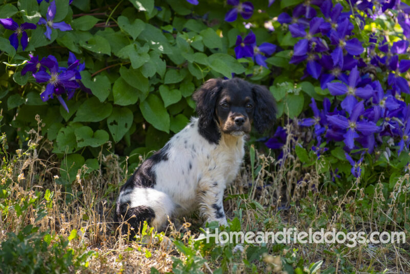 Started Dogs - Home and Field dogs | French Brittany